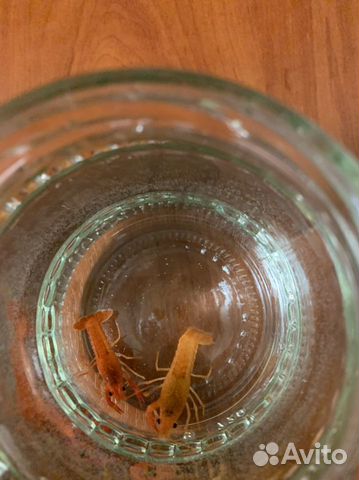 Рачки аквариумные