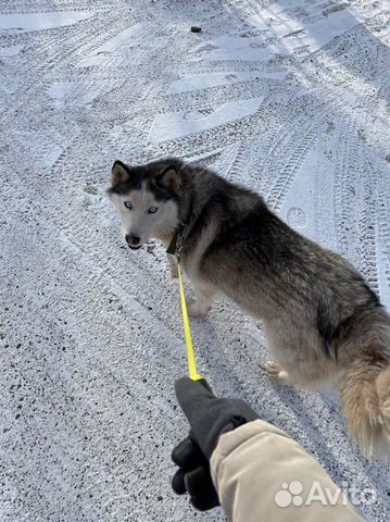 Отдам девочку в добрые руки