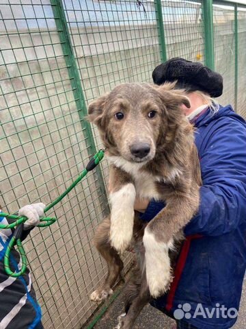 Щенок Грей ищет дом