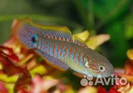 Элеотрис ковровый