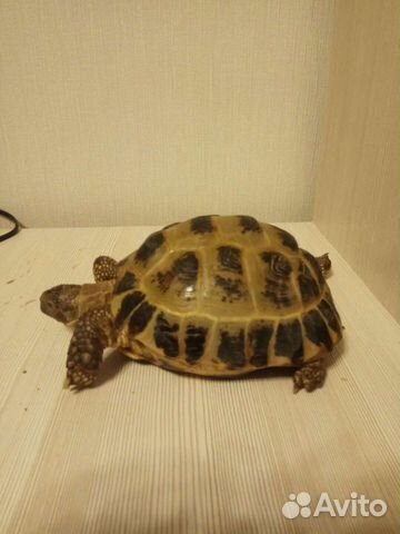 Черепаха сухопутная самка