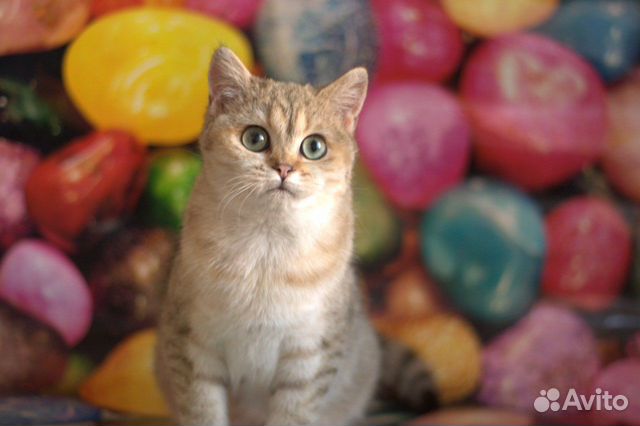 Золотая затушеванная девочка, 6 мес