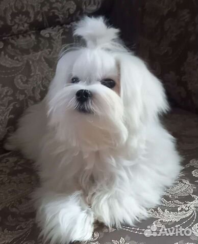 Мальтезе мальчик