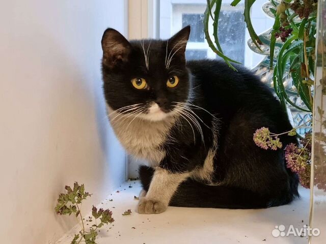 Котик хочет домой