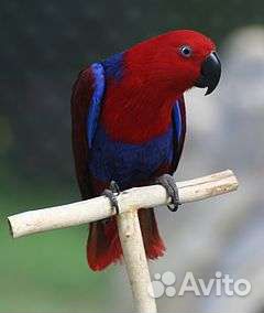 Попугай ручной Эклектус Благородный