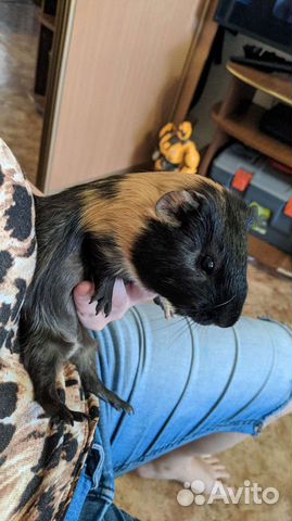 Морская свинка