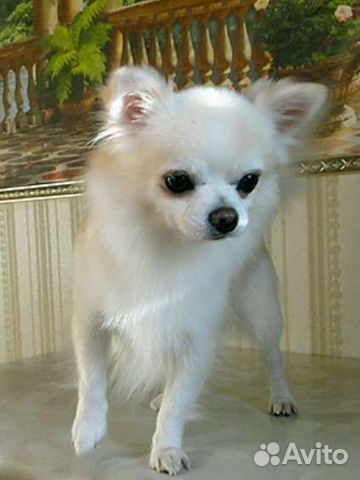 Чихуахуа Джелли