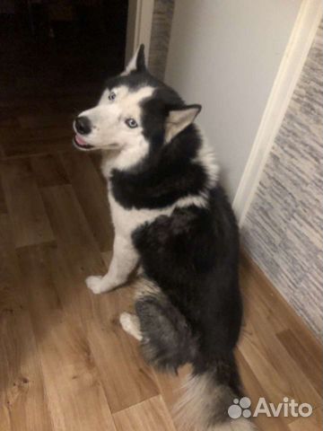 Сибирский хаски ищем дом