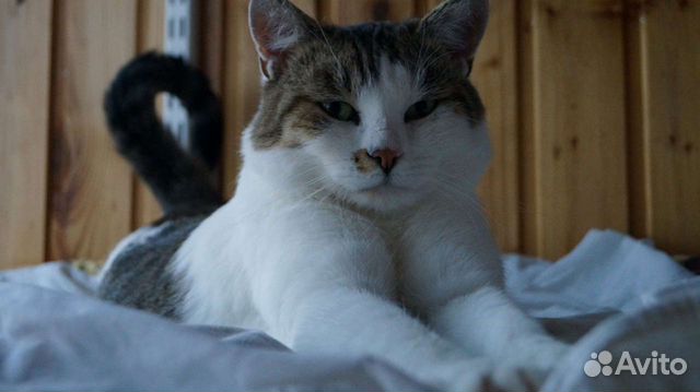 Кот ищет дом