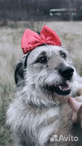 Человечная и добрая спокойная Тиша отдам