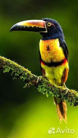 Туканы Арасари