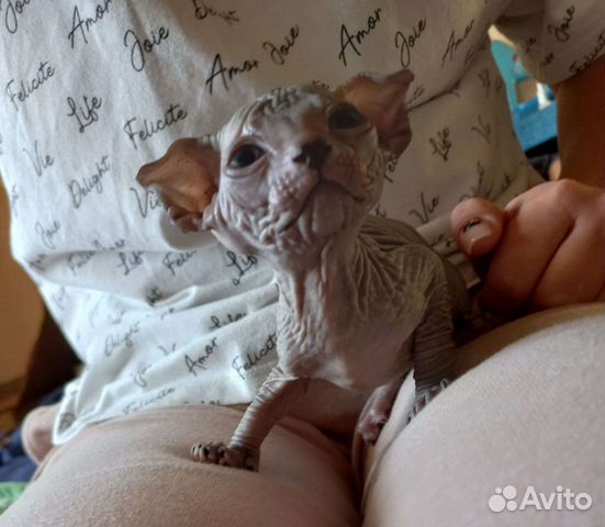 Котята Украинский Левкой