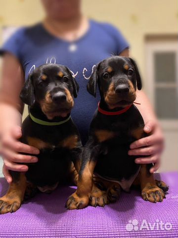 Щенки добермана