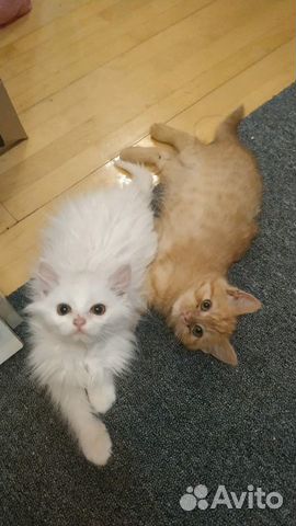 Котята в добрые руки (Москва)