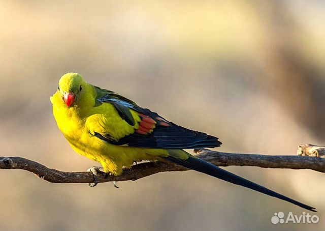 Горный попугай