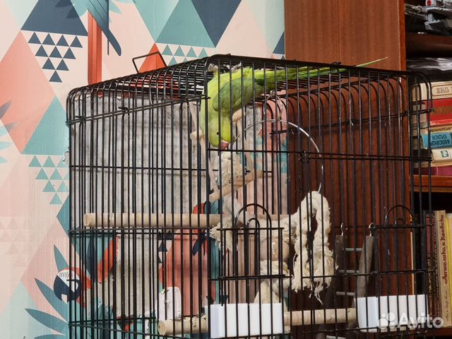 Ожереловый попугай