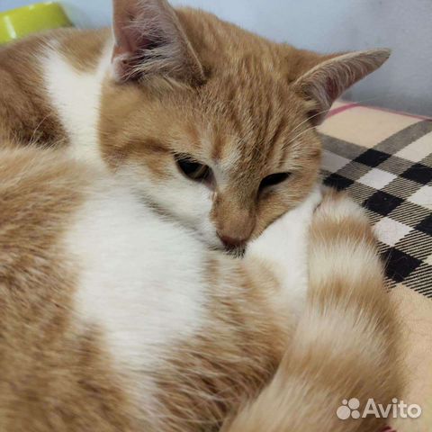 Котенок Хурма