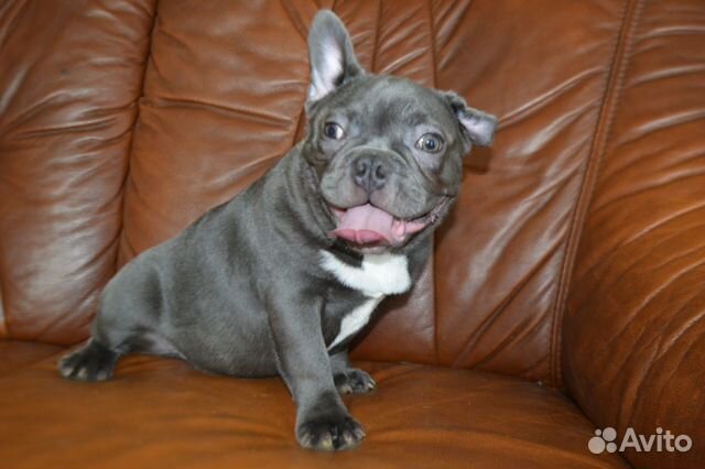Французский бульдог голубо-тигровый