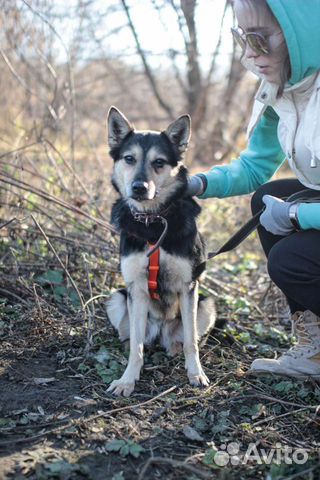 Небольшая собачка из приюта Люся