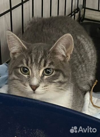 Котенок мальчик. 4,5 месяцев. Спокойный