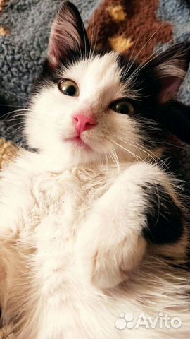 Котята