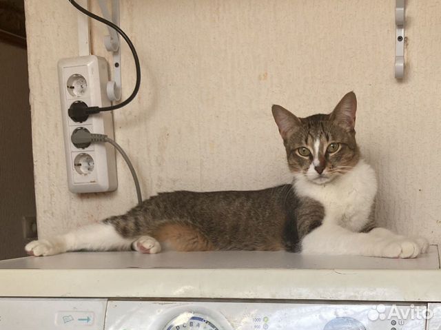 Молодой кот Вася