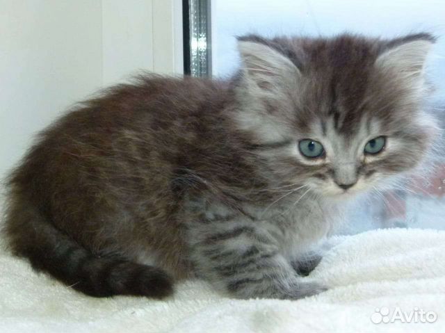 Сибирский тигренок