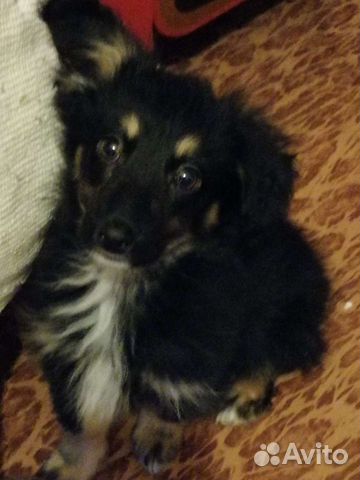 Собака в добрые руки щенок