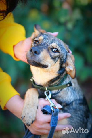 Мышка малышка ищет хозяина