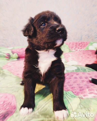 Щенки ищут хозяев