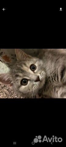 Молодая кошечка ищет новых ма и па