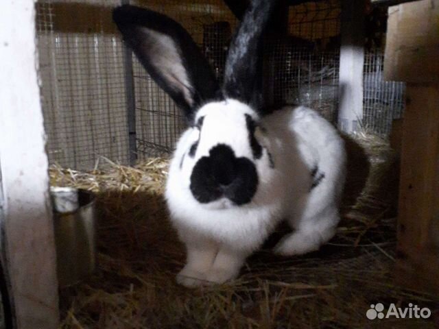 Кролики гнездо 5 штук микс