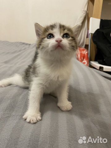 Котята полубританцы