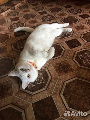 Отдам кота в добрые руки