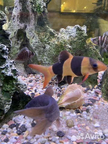 Рыба боция клоун