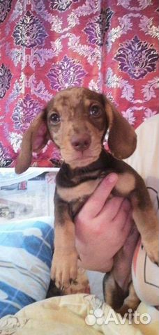 Мраморная такса