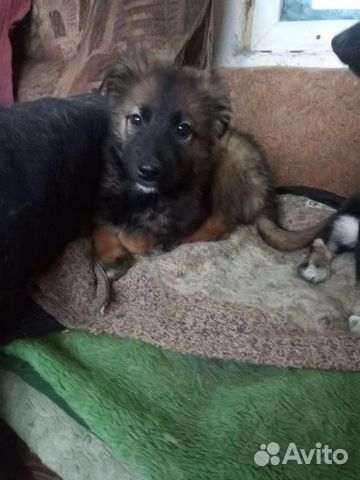 Щенок не крупный Гром