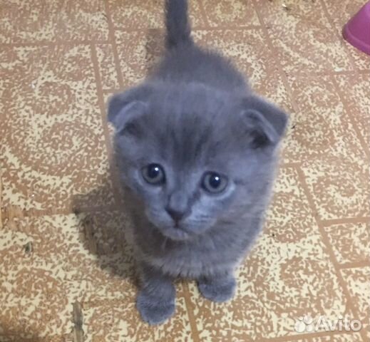 Британская