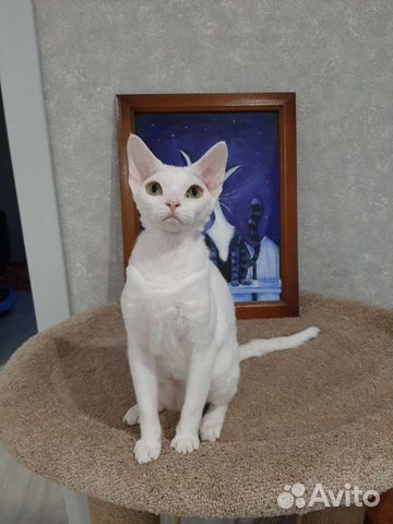 Котята девон-рекс