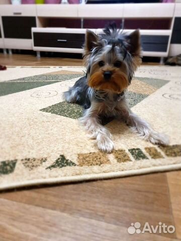 Йоркширский терьер щенки девочки