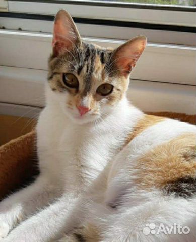 Трехцветная кошечка на счастье