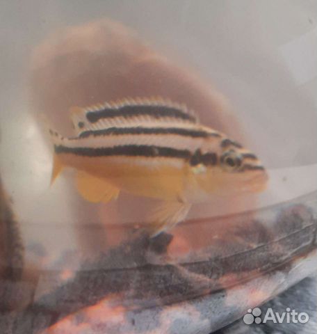 Меланохромис золотой