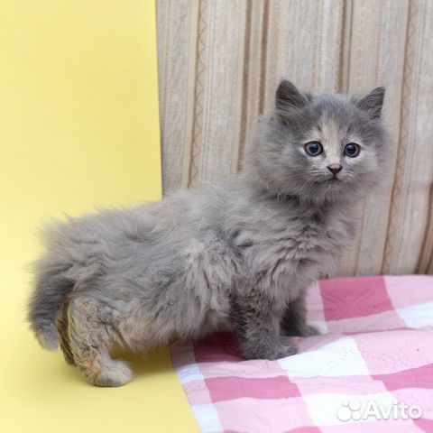 Очаровательный пушистик