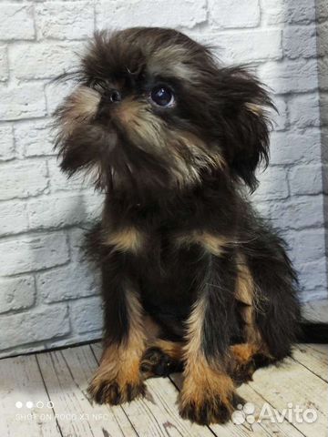 Бельгийский гриффон