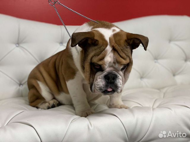 Английский бульдог