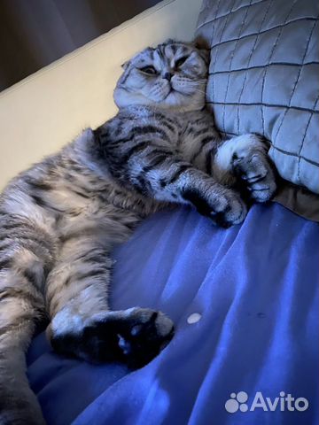 Вислоухий котик на вязку