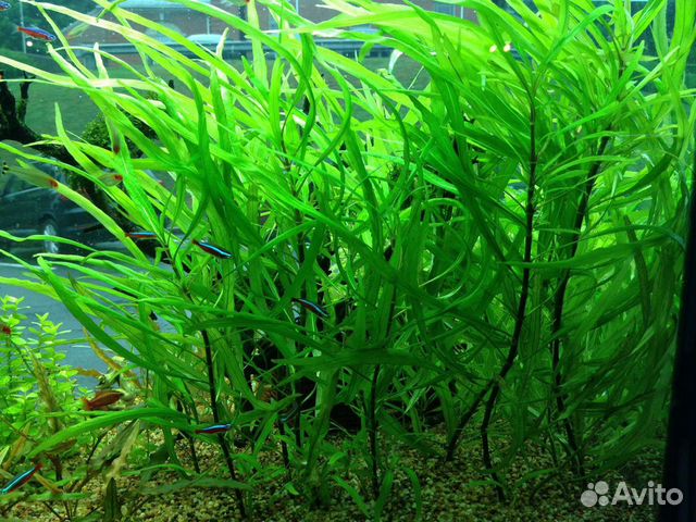 Гигрофила иволистная