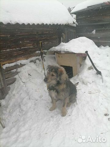 Собака кобель 1 год