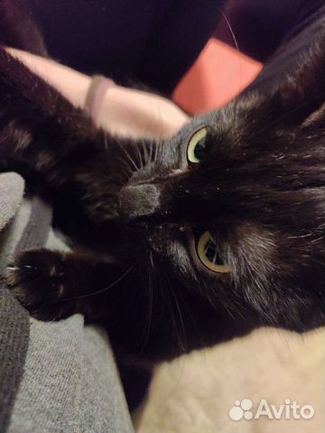 Кошки в добрые руки