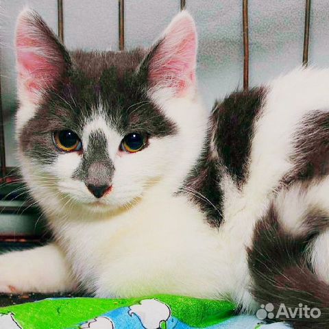 Котёнок девочка милашка